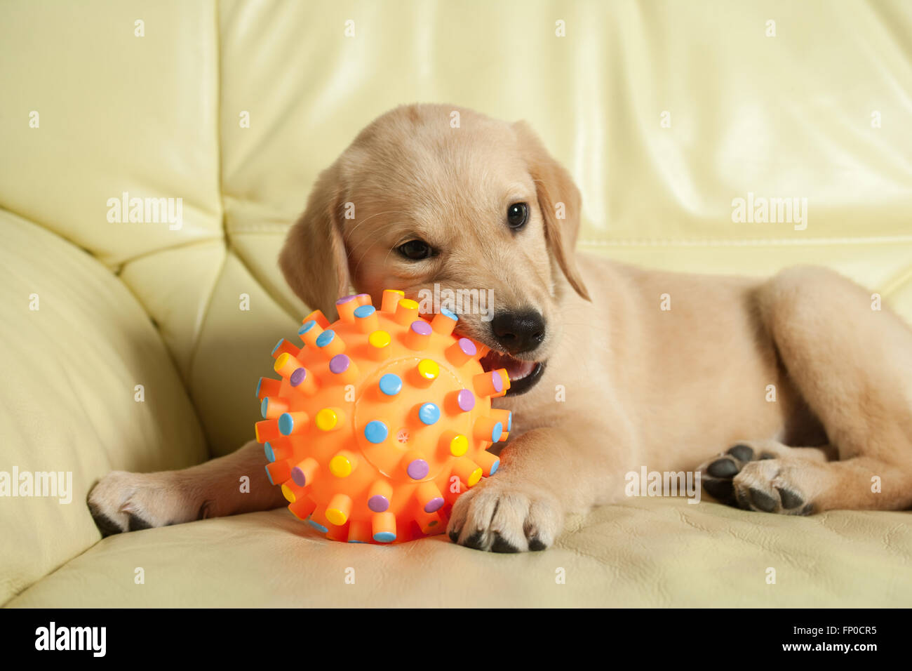 Golden labrador puppy yellow ball hi-res stock photography and images ...