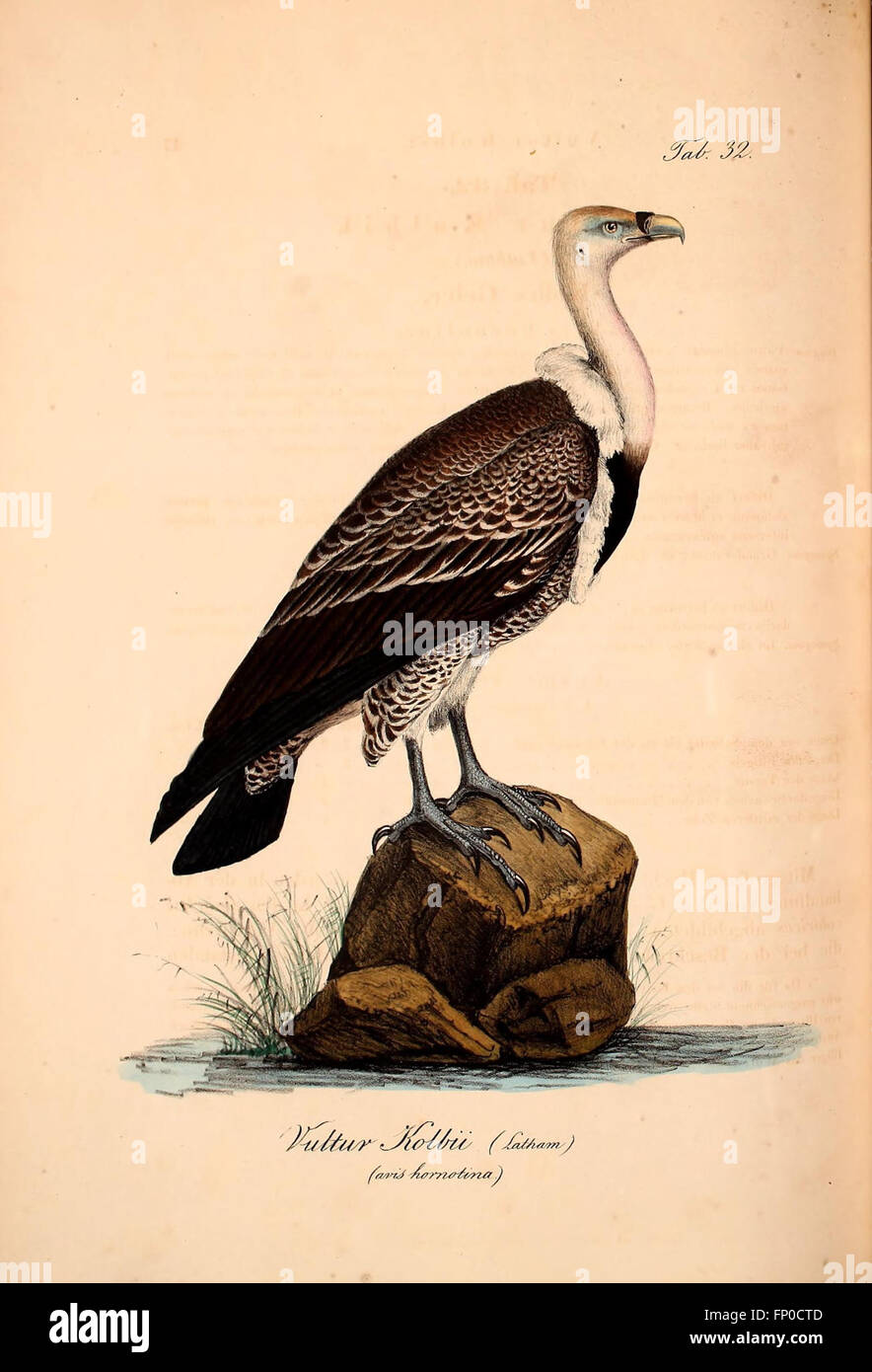 Atlas zu der Reise im Nördlichen Afrika (Taf. 32) provides a visual ...