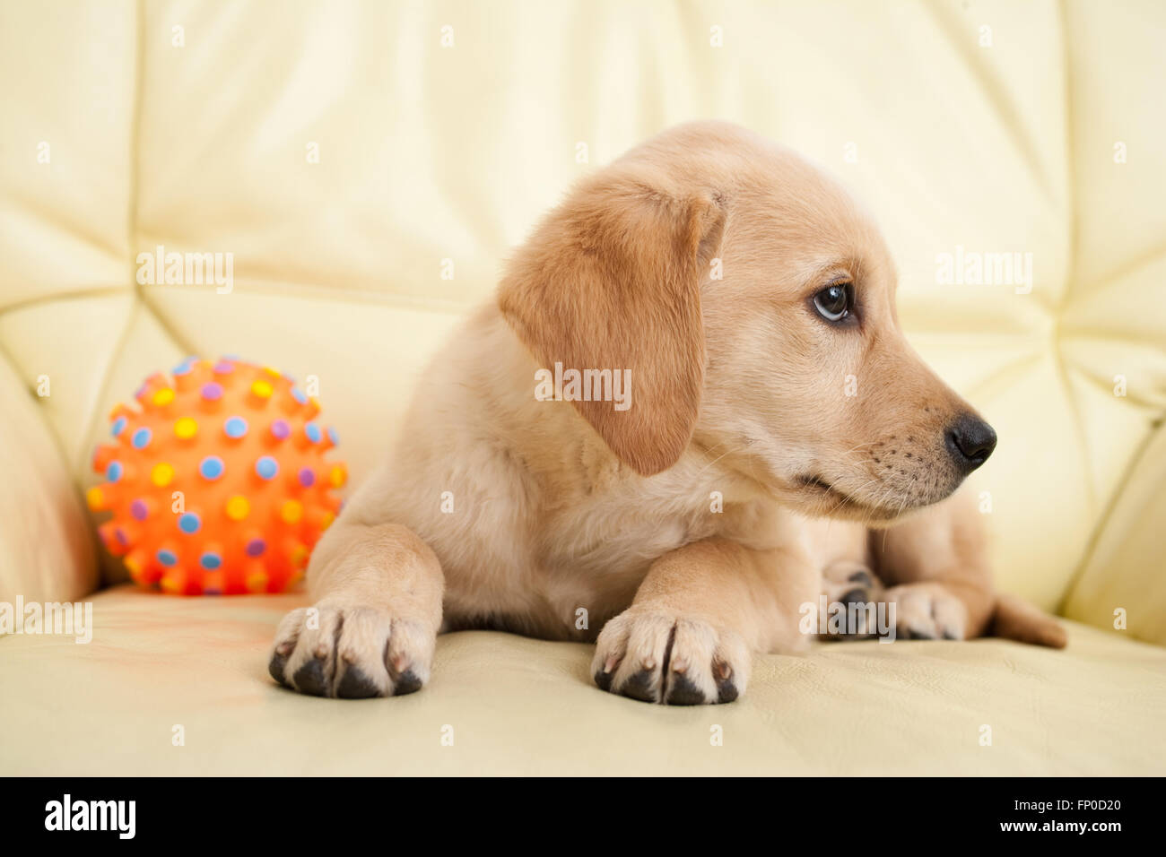 Golden labrador puppy yellow ball hi-res stock photography and images ...
