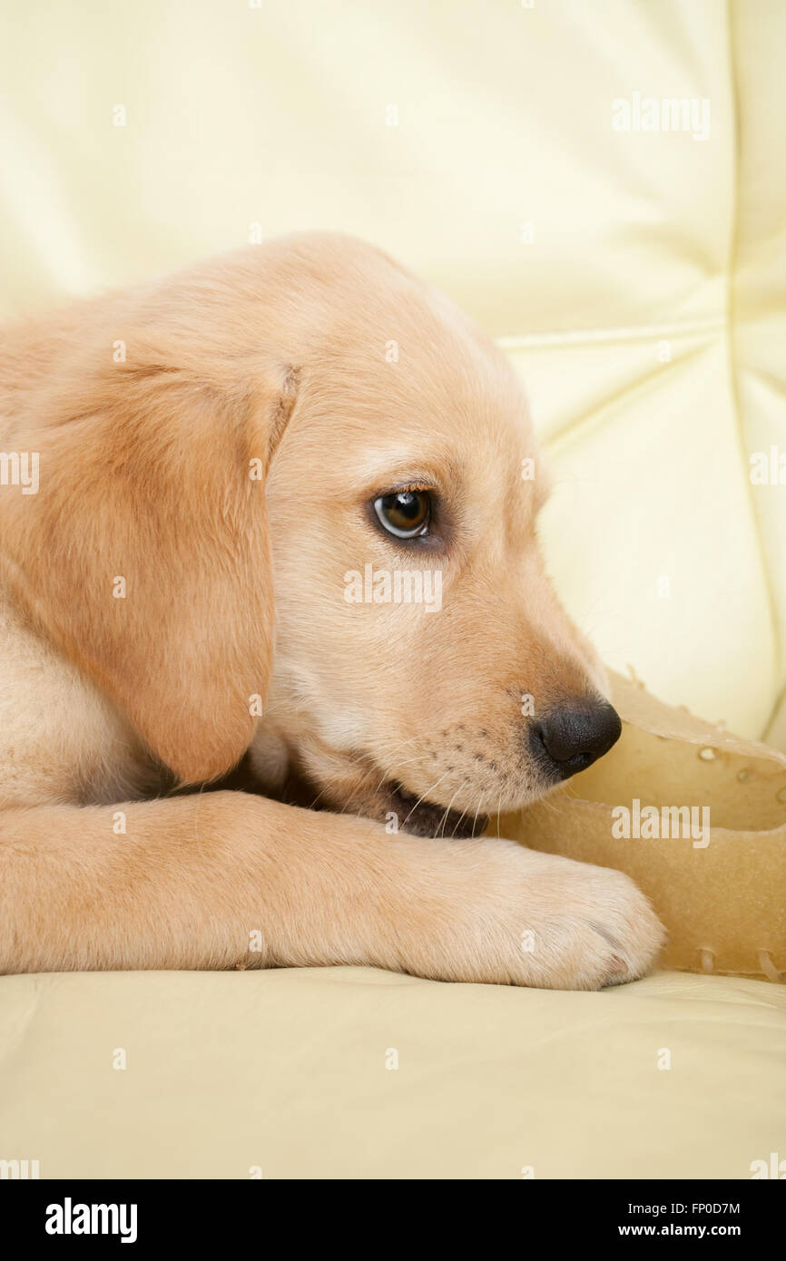 Labrador eating hi-res stock photography and images - Alamy