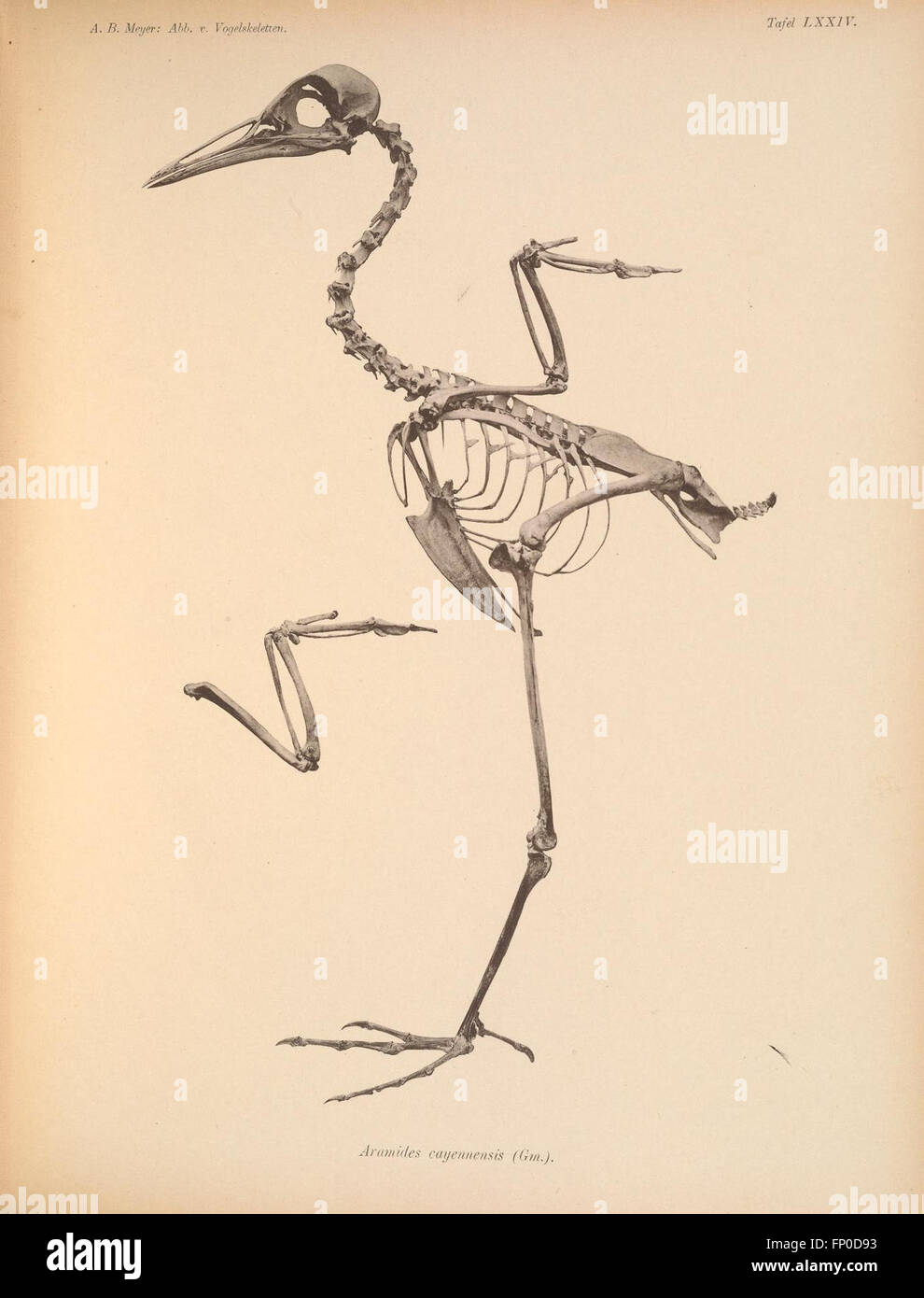 'Abbildungen von Vogel-Skeletten' (Illustrations of Bird Skeletons ...