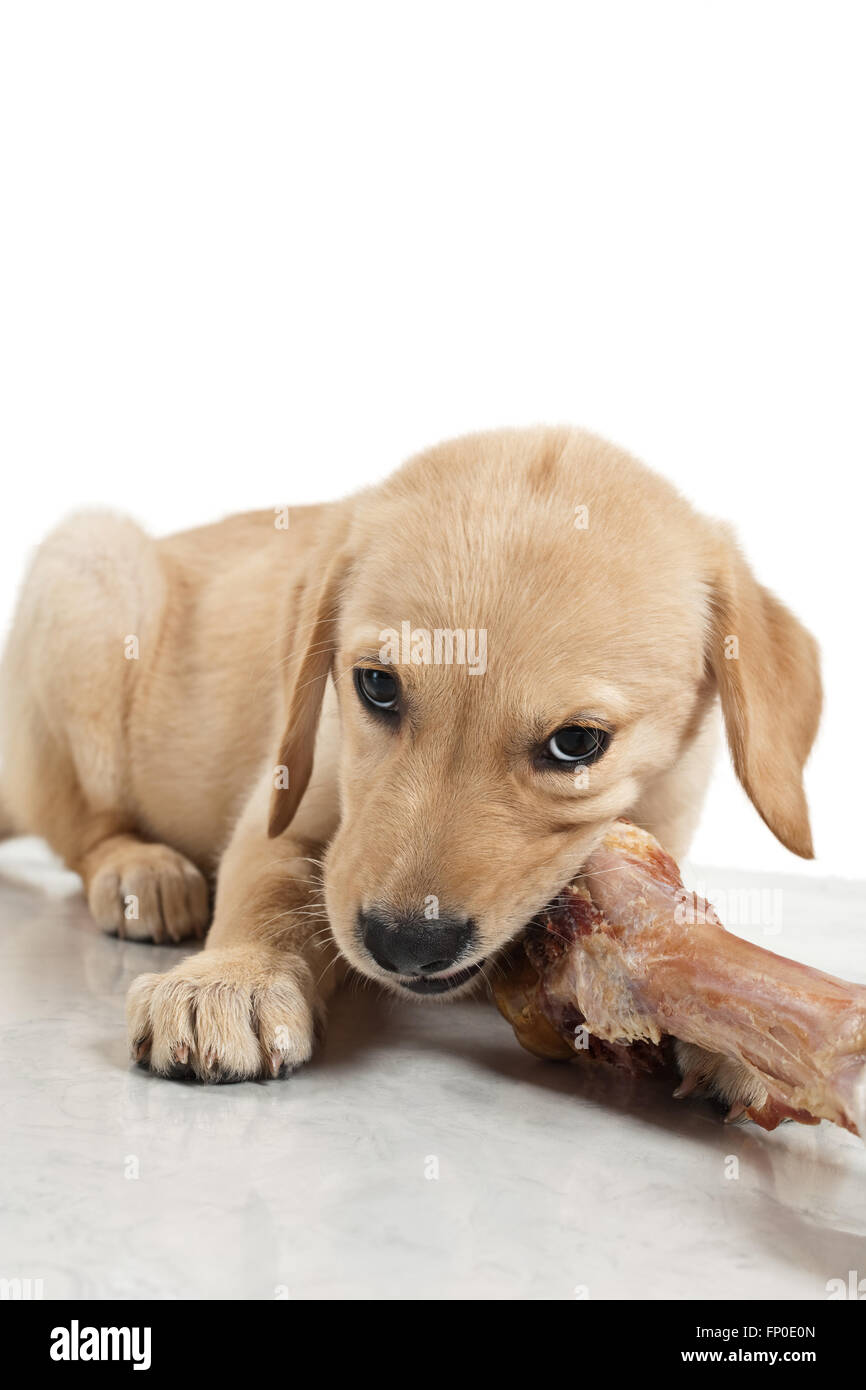 Labrador retriever puppy Stock Photo - Alamy