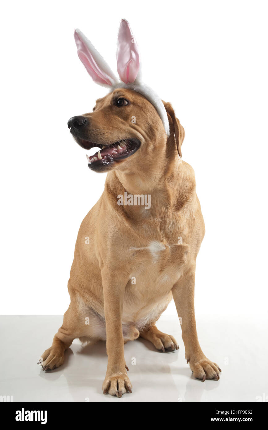 Labrador ears hi-res stock photography and images - Alamy