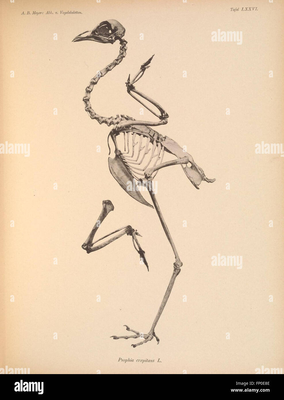 This plate illustrates bird skeletons, providing a detailed scientific ...
