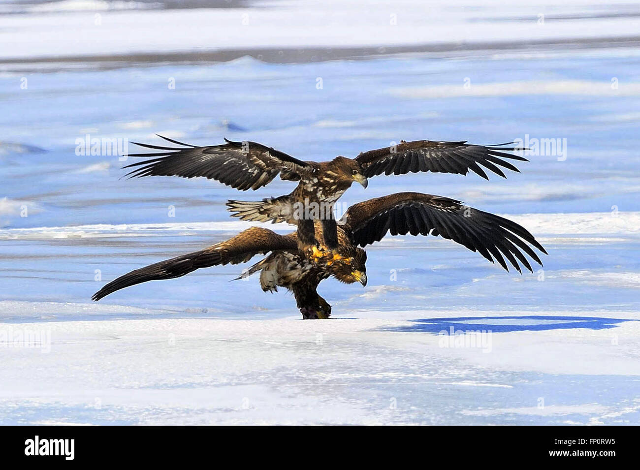 Huichun. 17th Mar, 2016. White-tailed eagles fly over the Jingxin ...