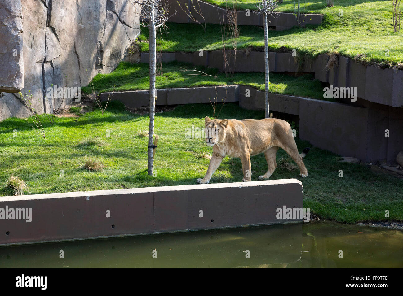 London zoo land of the lions hi-res stock photography and images - Alamy
