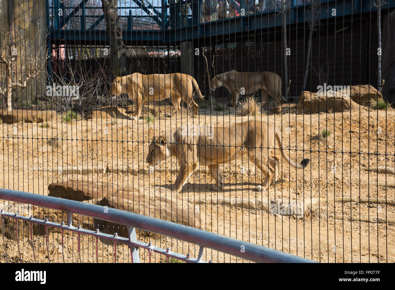 London, UK. 17 March 2016. ZSL London Zoo presents Land of the Lions, a ...