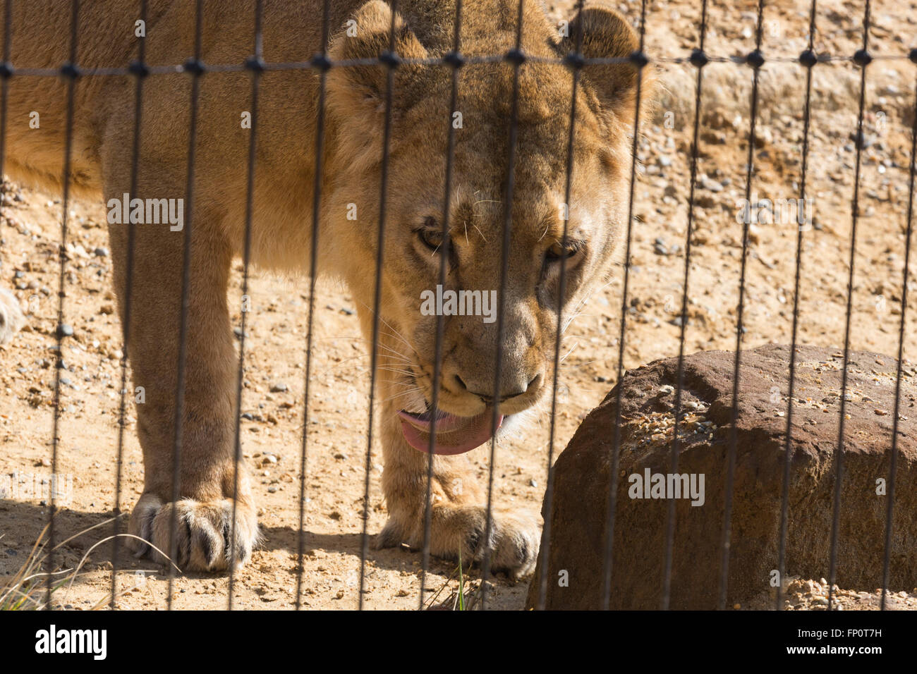London, UK. 17 March 2016. ZSL London Zoo presents Land of the Lions, a ...