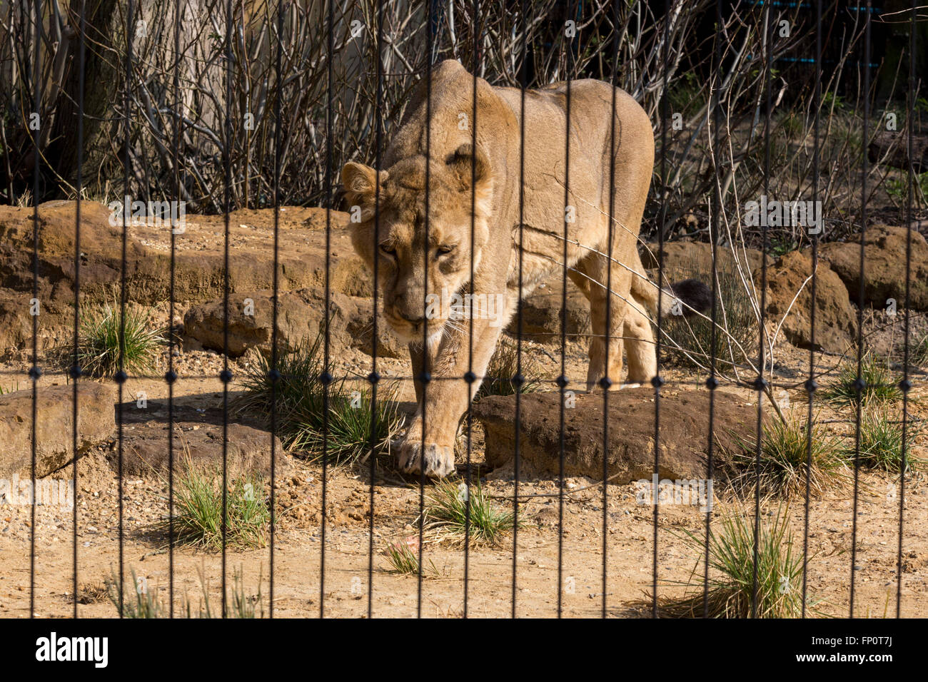 London zoo land of the lions hi-res stock photography and images - Alamy