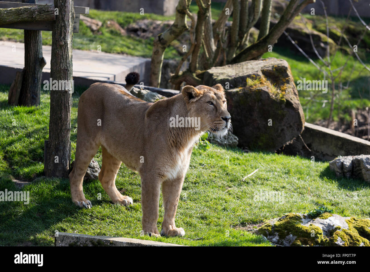 London zoo land of the lions hi-res stock photography and images - Alamy
