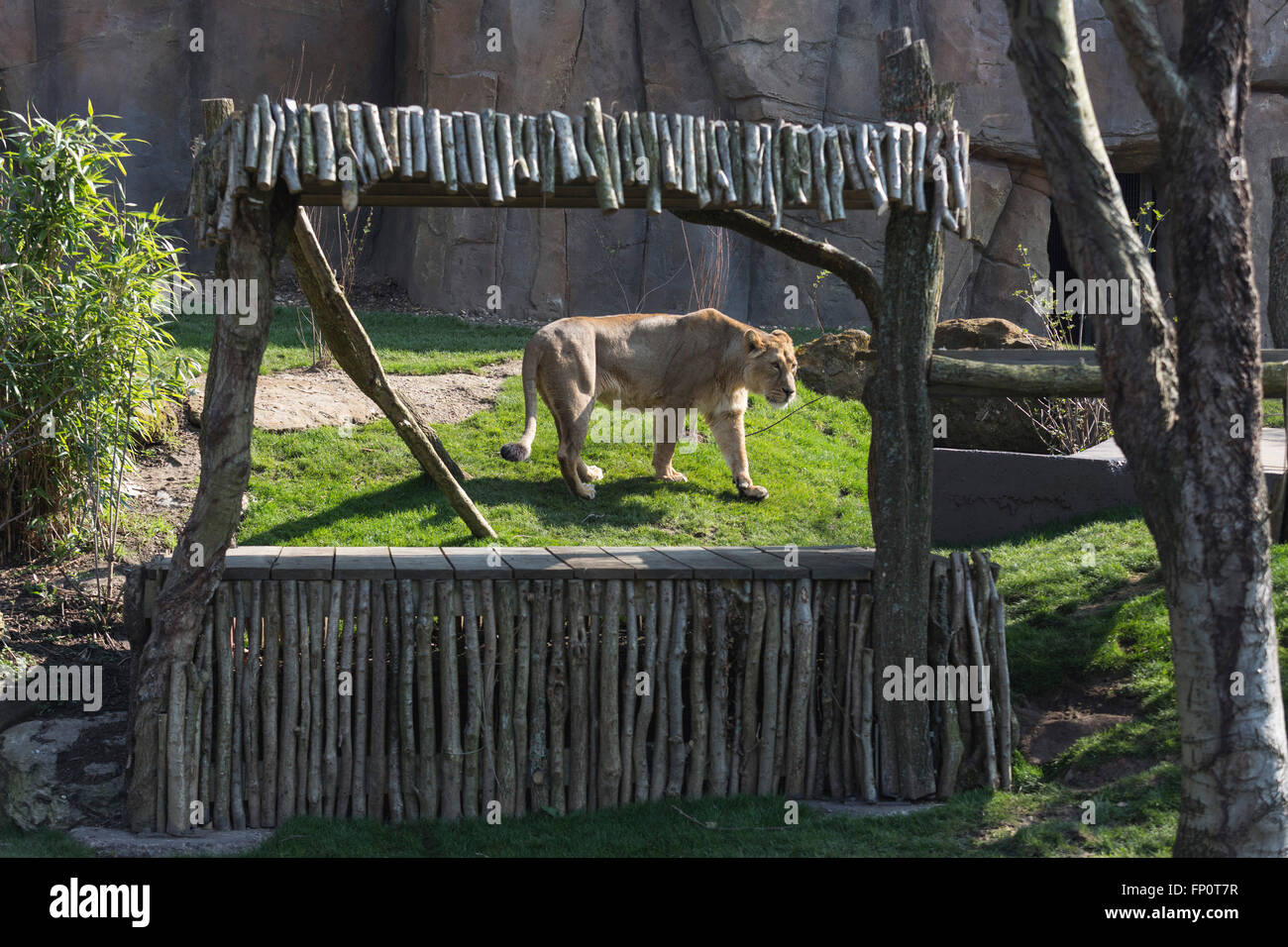 London, UK. 17 March 2016. ZSL London Zoo presents Land of the Lions, a ...