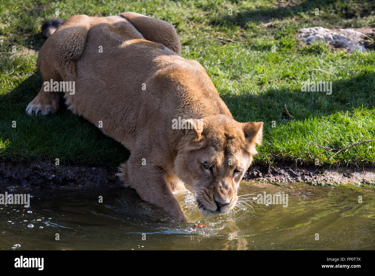 London, UK. 17 March 2016. ZSL London Zoo presents Land of the Lions, a ...