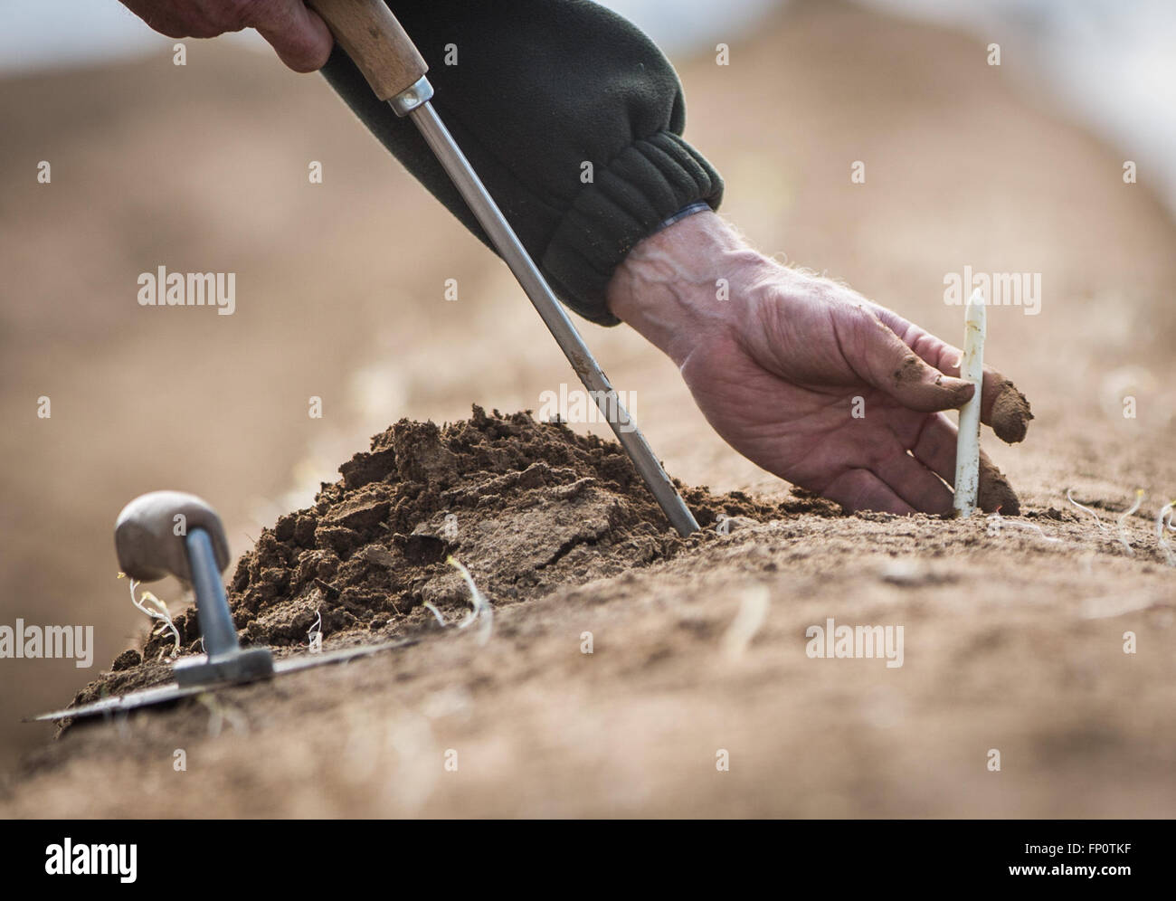 Farmer Peter Lipp cutting one of the first asparagus spears of the ...