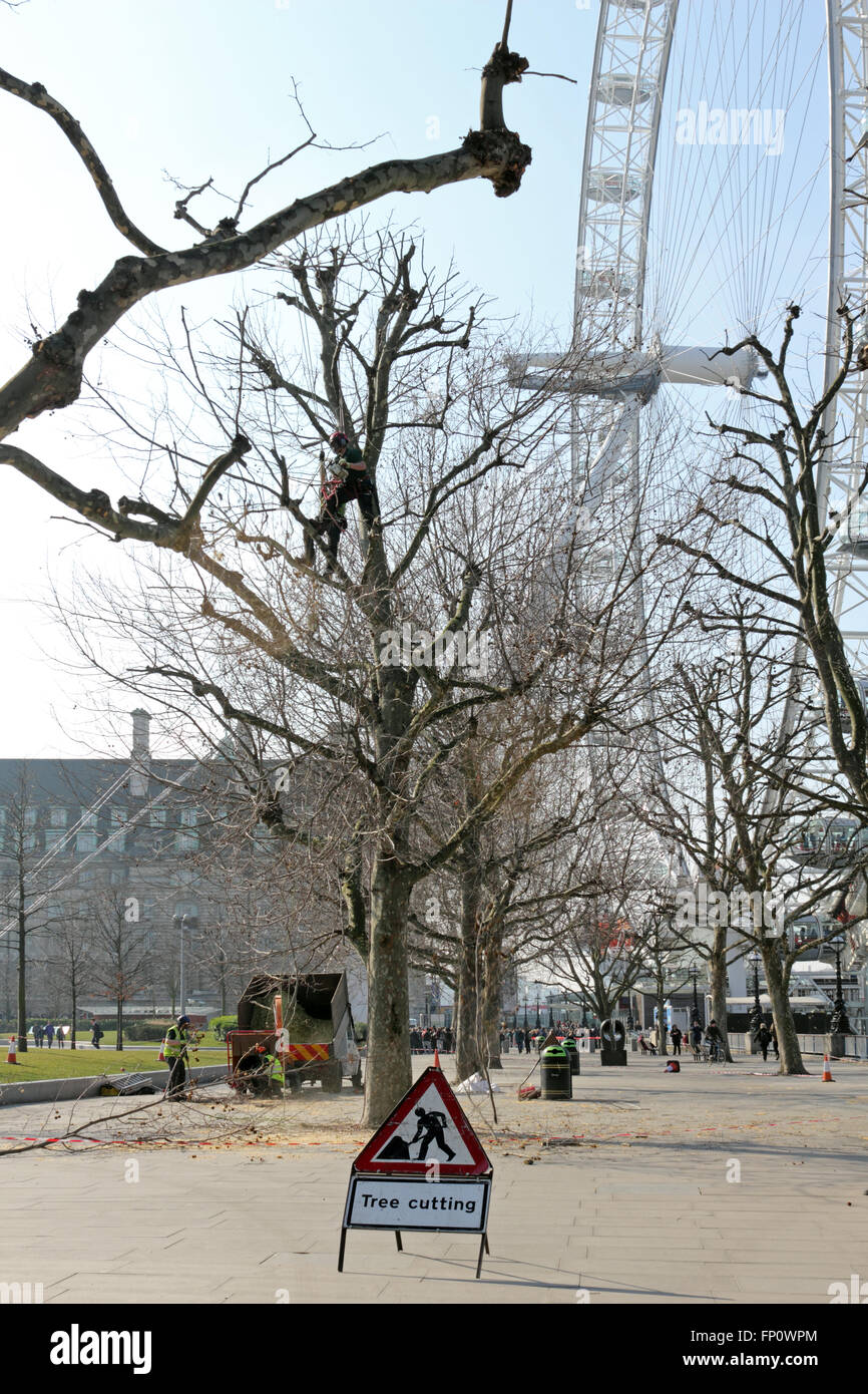 Pollarding trees hi-res stock photography and images - Alamy