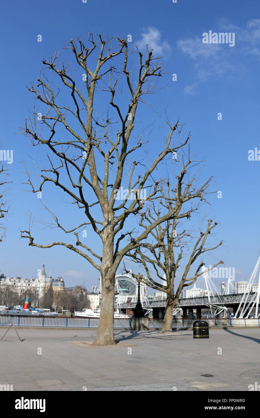 London plane tree pollarded hi-res stock photography and images - Alamy