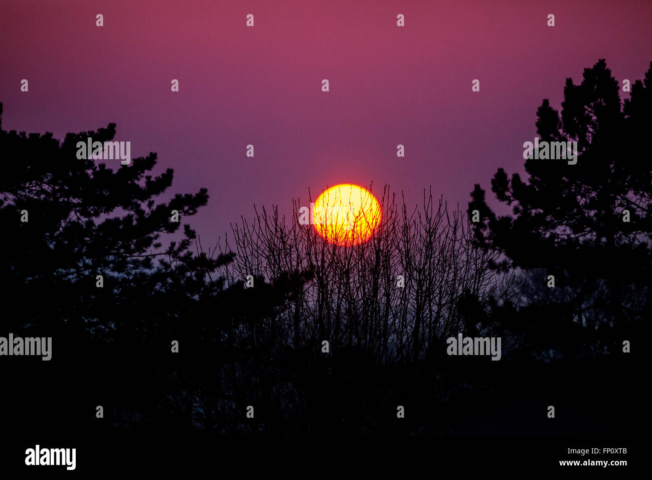 Sun setting in a pink sky with silhouetted trees in the foreground make ...