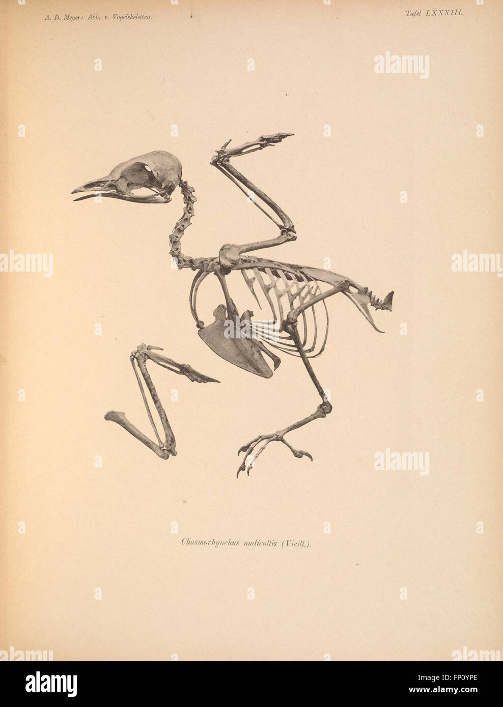This work features illustrations of bird skeletons, highlighting the ...