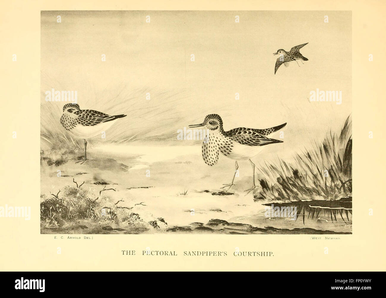 'A Bird Collector's Medley' features an illustration of various bird ...