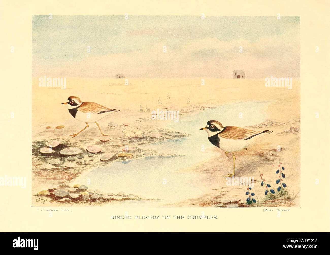 This plate features a collection of birds gathered by a bird collector ...