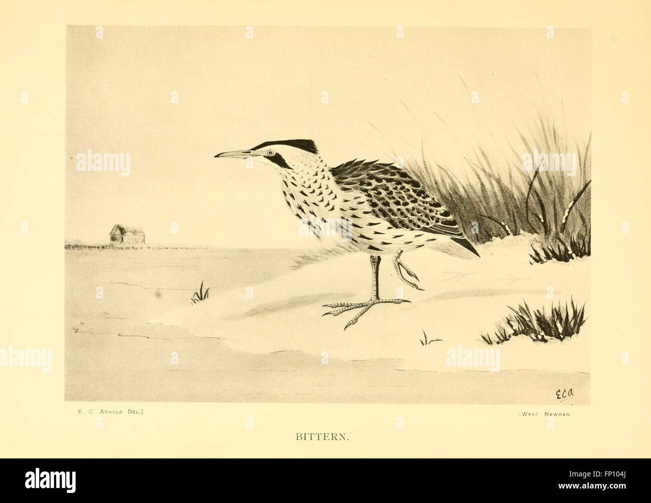 This plate illustrates various bird species collected by the author ...