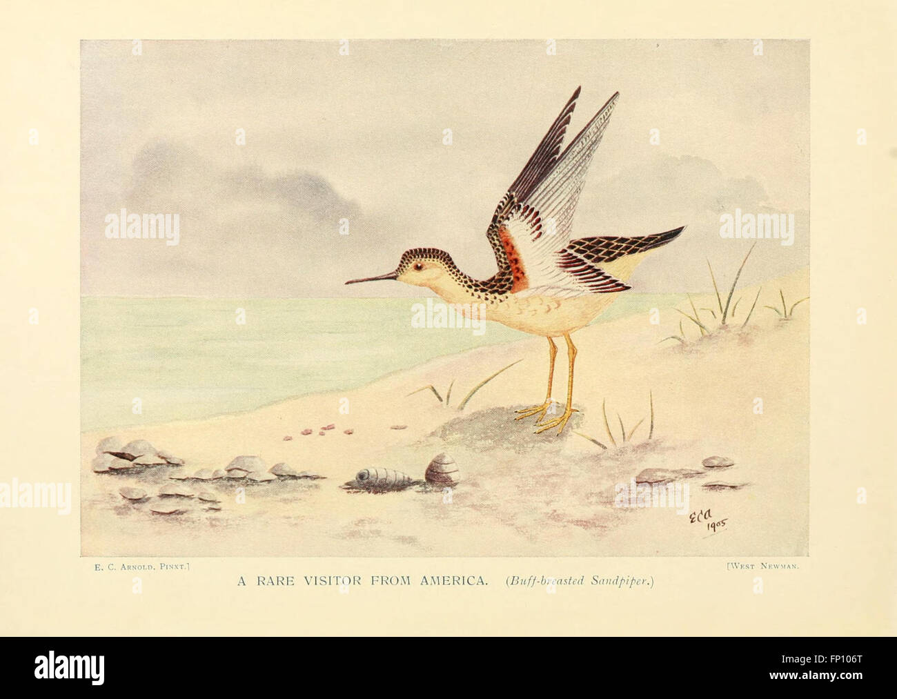 A bird collector's medley (Plate 20 Stock Photo - Alamy