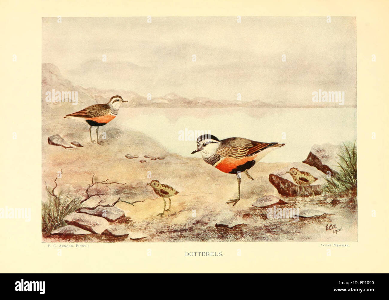 An illustrated plate from 'A Bird Collector's Medley,' showcasing ...