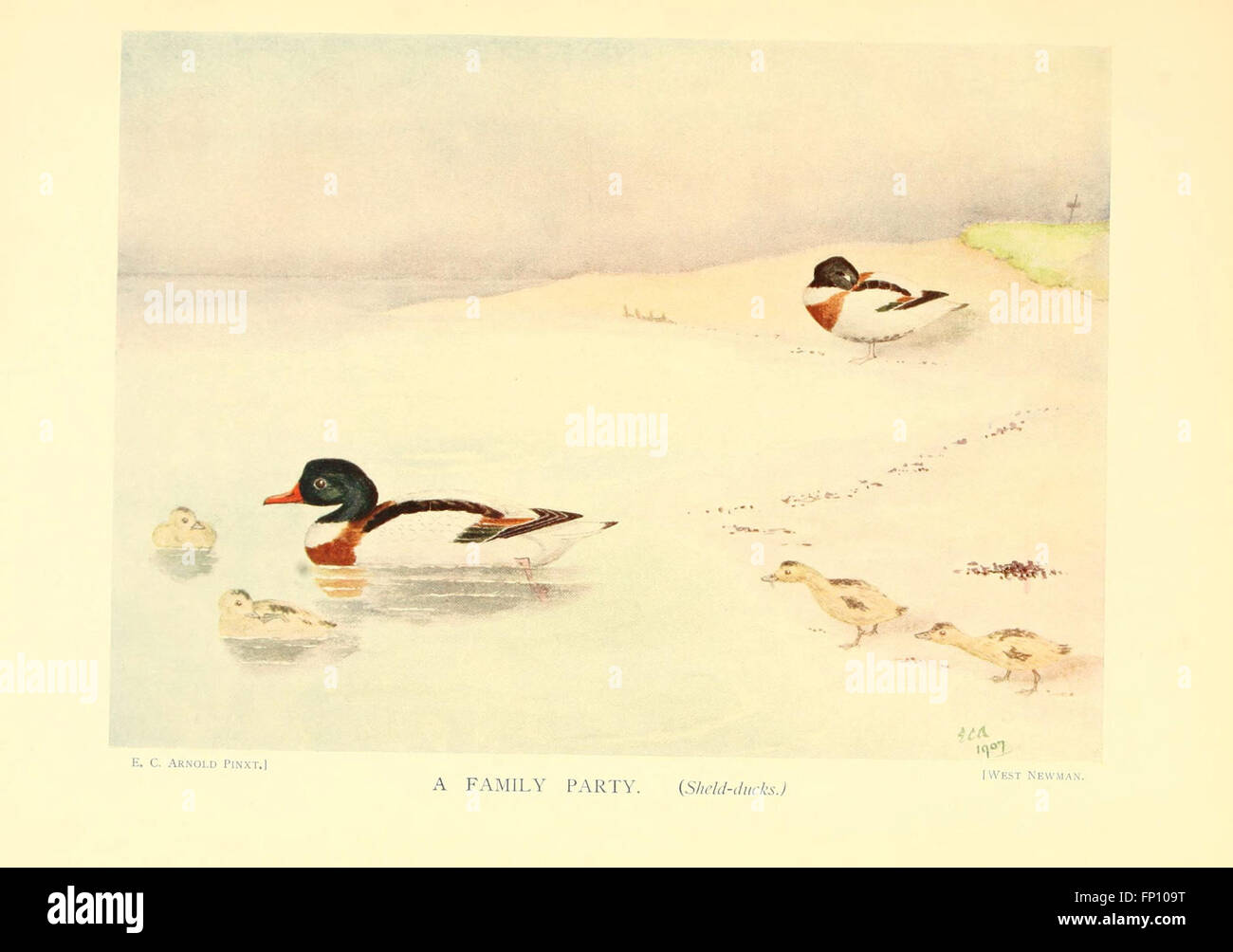 A bird collector's medley (Plate 4 Stock Photo - Alamy