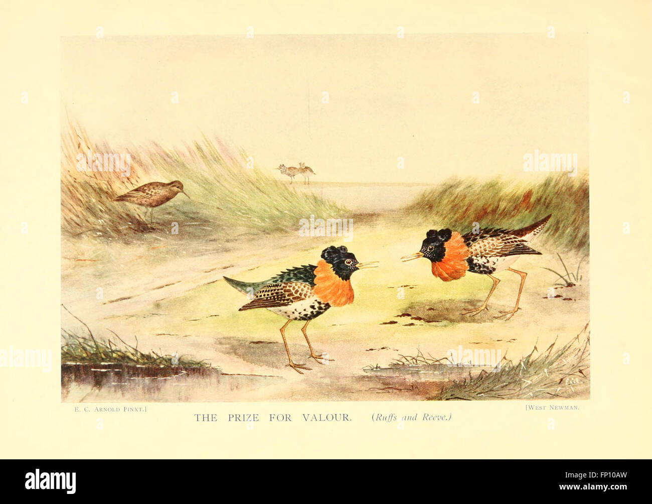 'A Bird Collector's Medley' features a collection of bird species, with ...