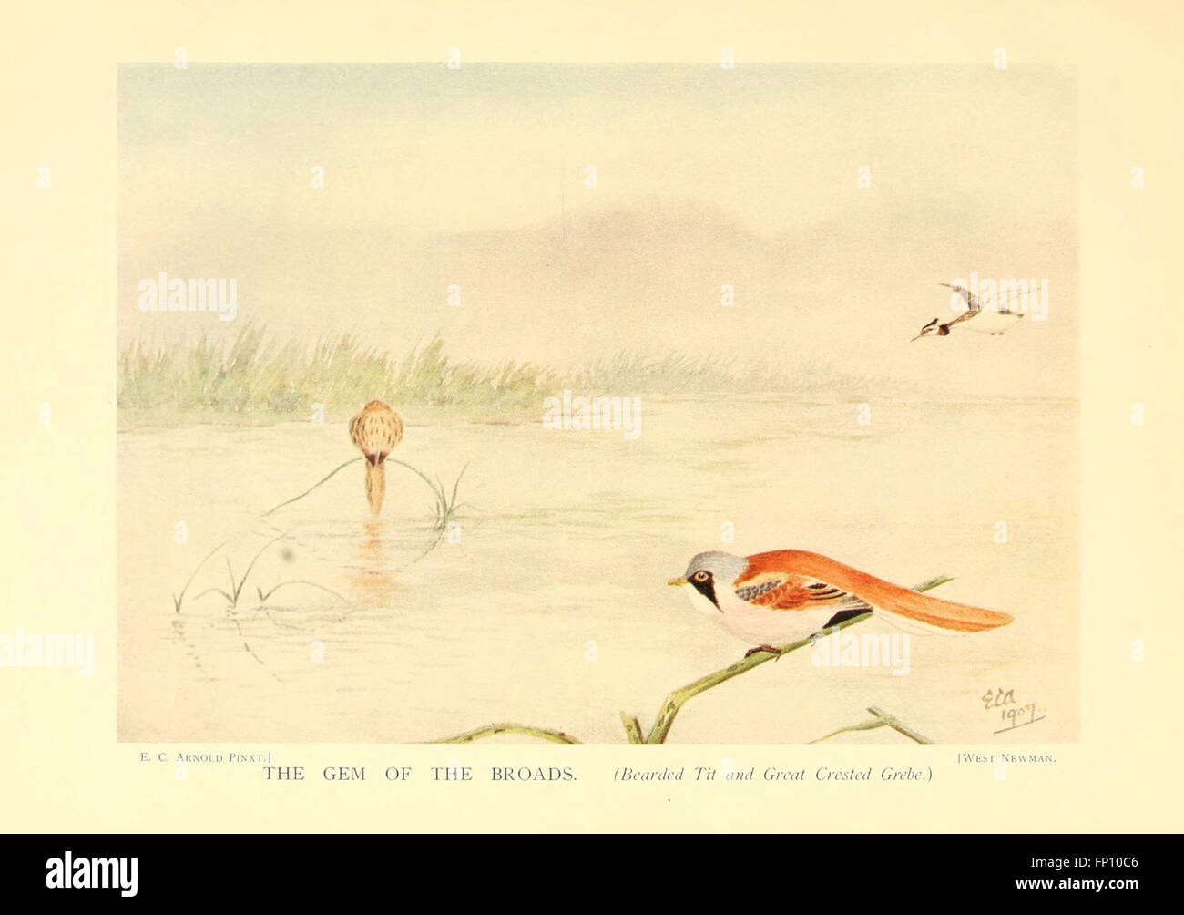 *A Bird Collector's Medley* (Plate 7) is a collection of bird ...