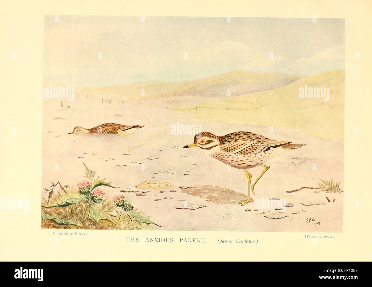 A bird collector's medley (Plate 9 Stock Photo - Alamy