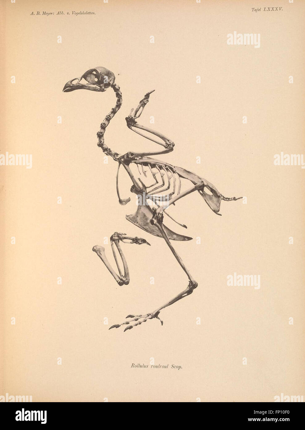 Class of vertebrates hi-res stock photography and images - Alamy