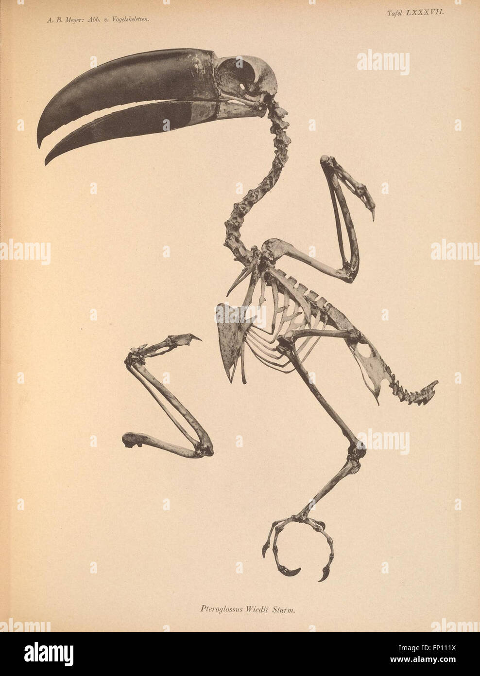 This plate features illustrations of bird skeletons, focusing on their ...