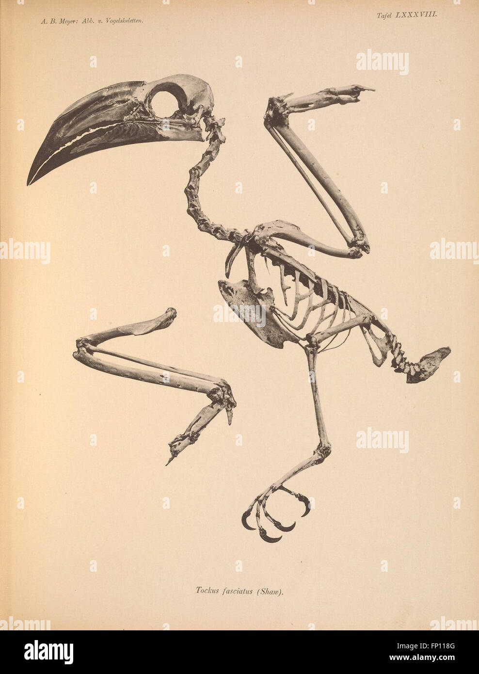 Bird anatomy skeletal system hi-res stock photography and images - Alamy