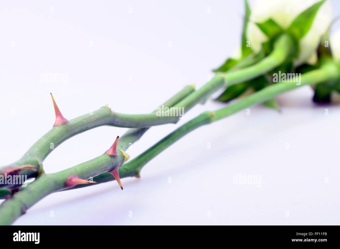 Close up of Thorns of a white rose with focus on thorn on light ...