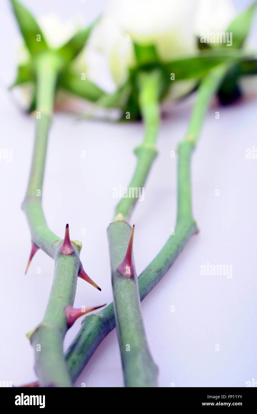Close up of Thorns of a white rose with focus on thorn on light ...