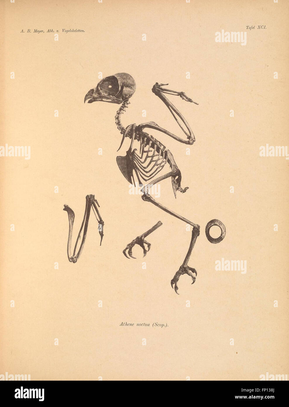 This work provides detailed illustrations of bird skeletons, focusing ...