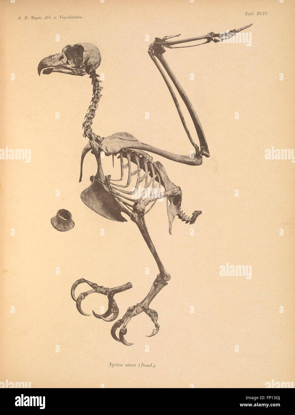 A study of bird skeletons, presented in Plate XCII. This work offers ...