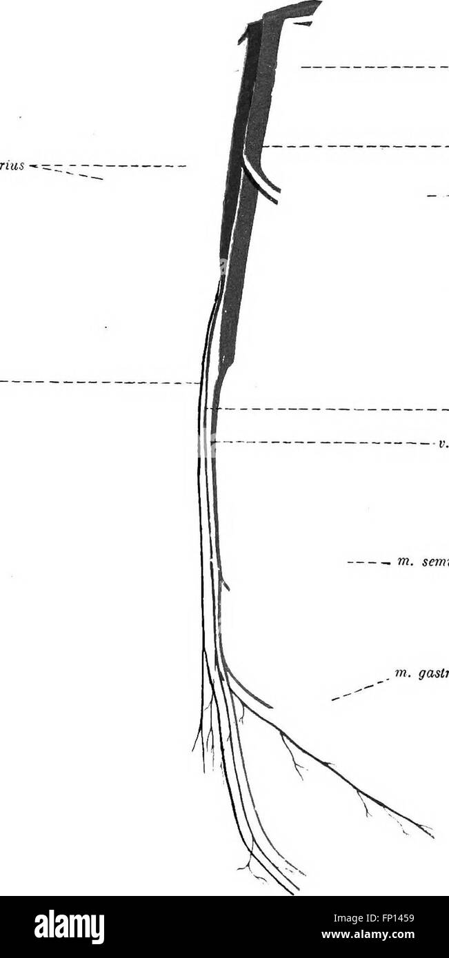 Dog anatomy muscles hi-res stock photography and images - Alamy