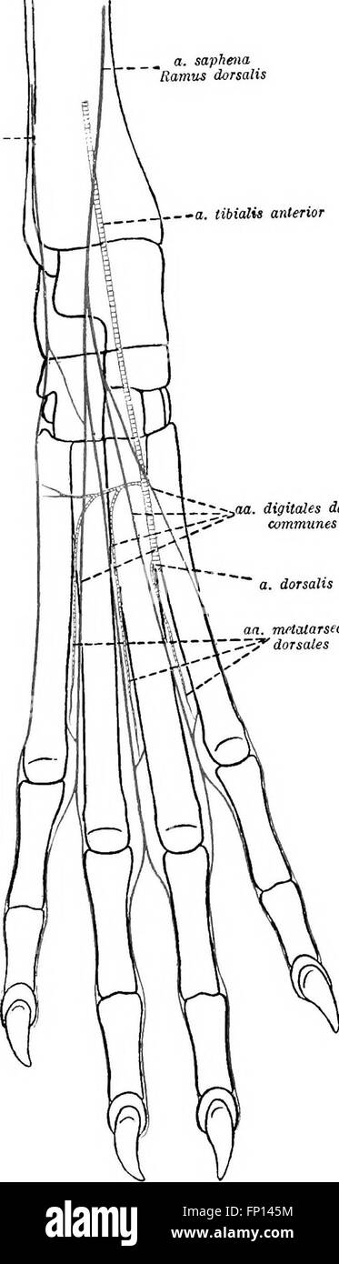 A guide to the dissection of the dog (1912 Stock Photo - Alamy