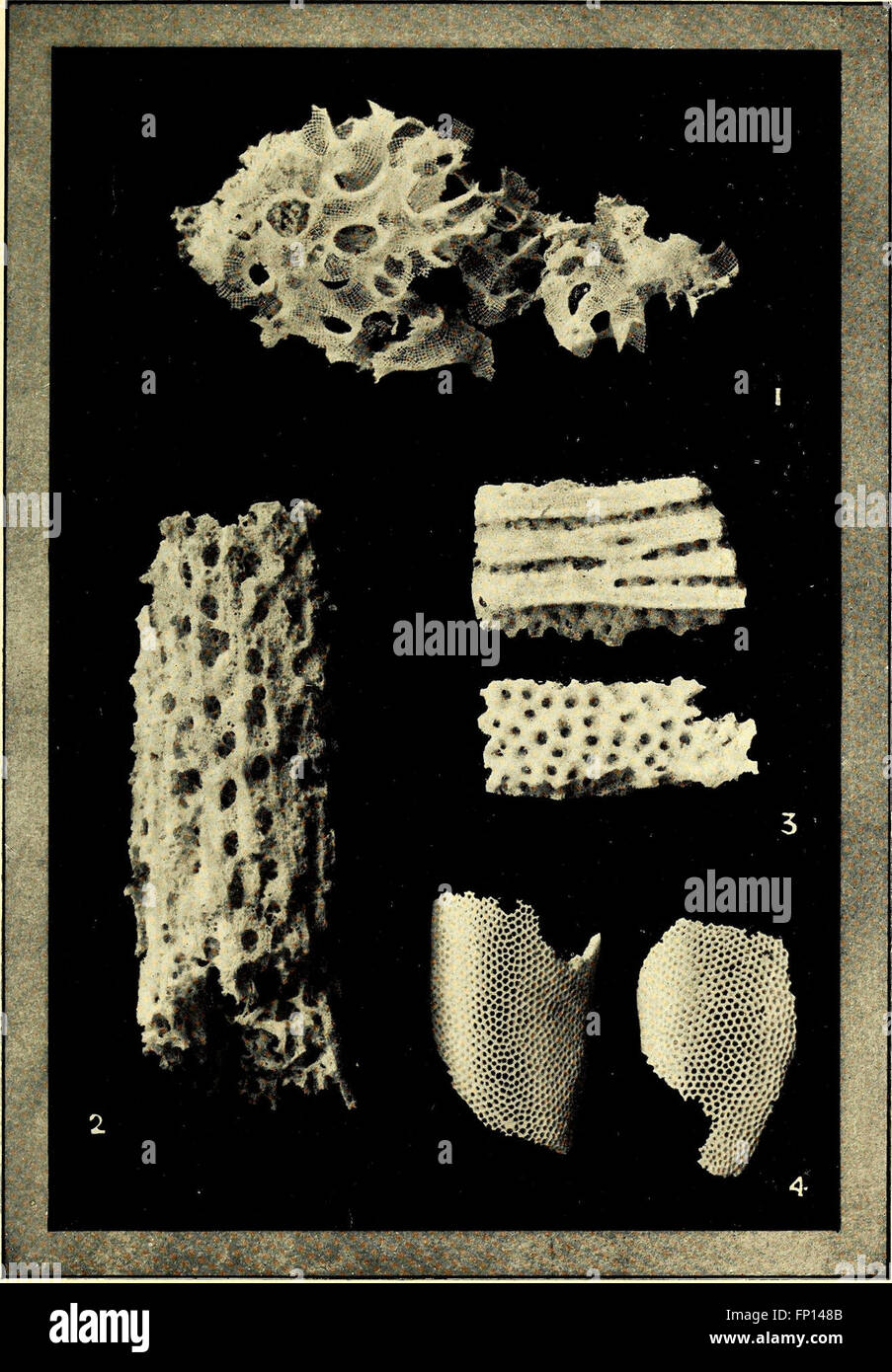 This 1907 guide offers an in-depth look at fossil invertebrate animals ...
