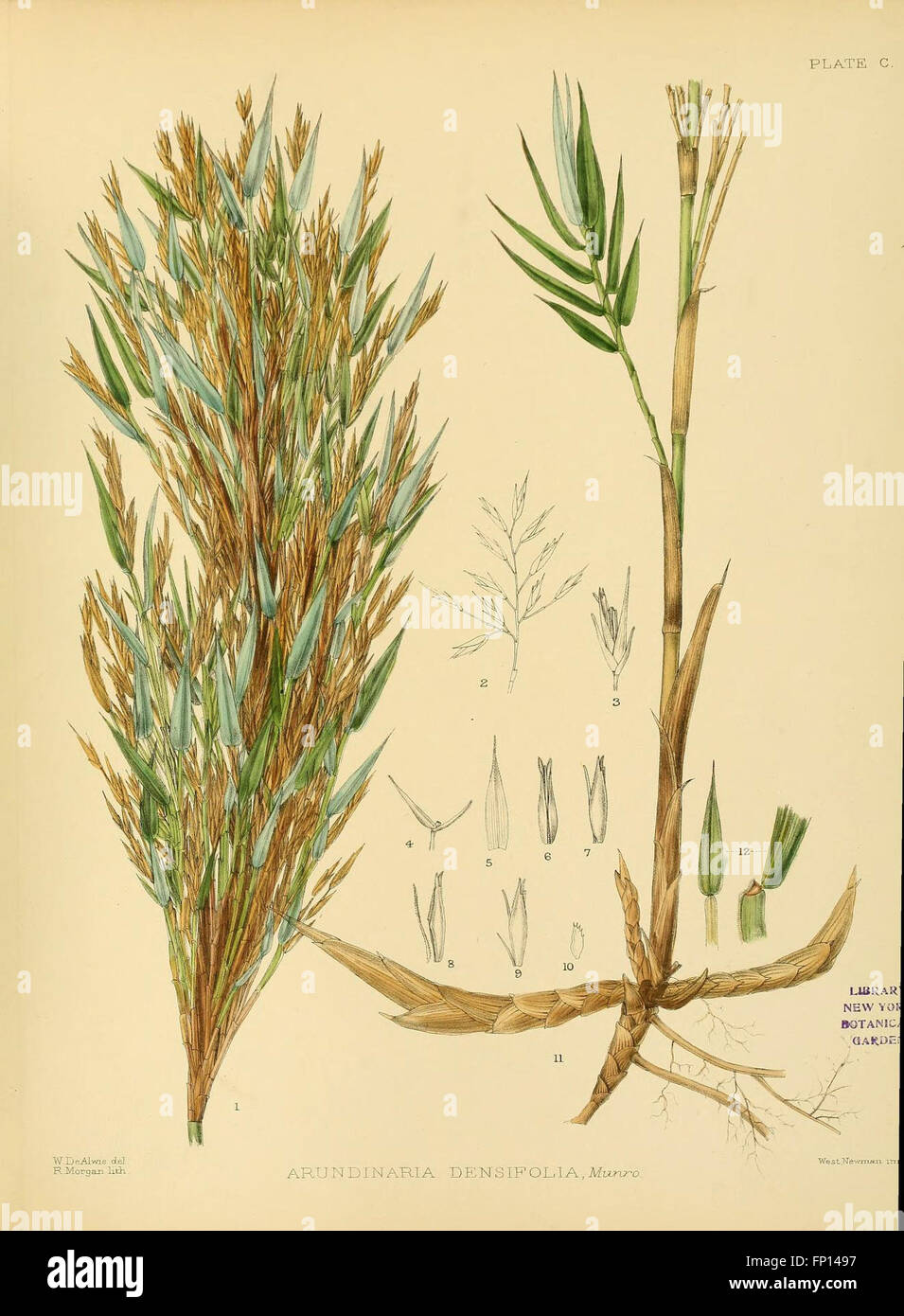This plate from a hand-book on the flora of Ceylon illustrates the ...