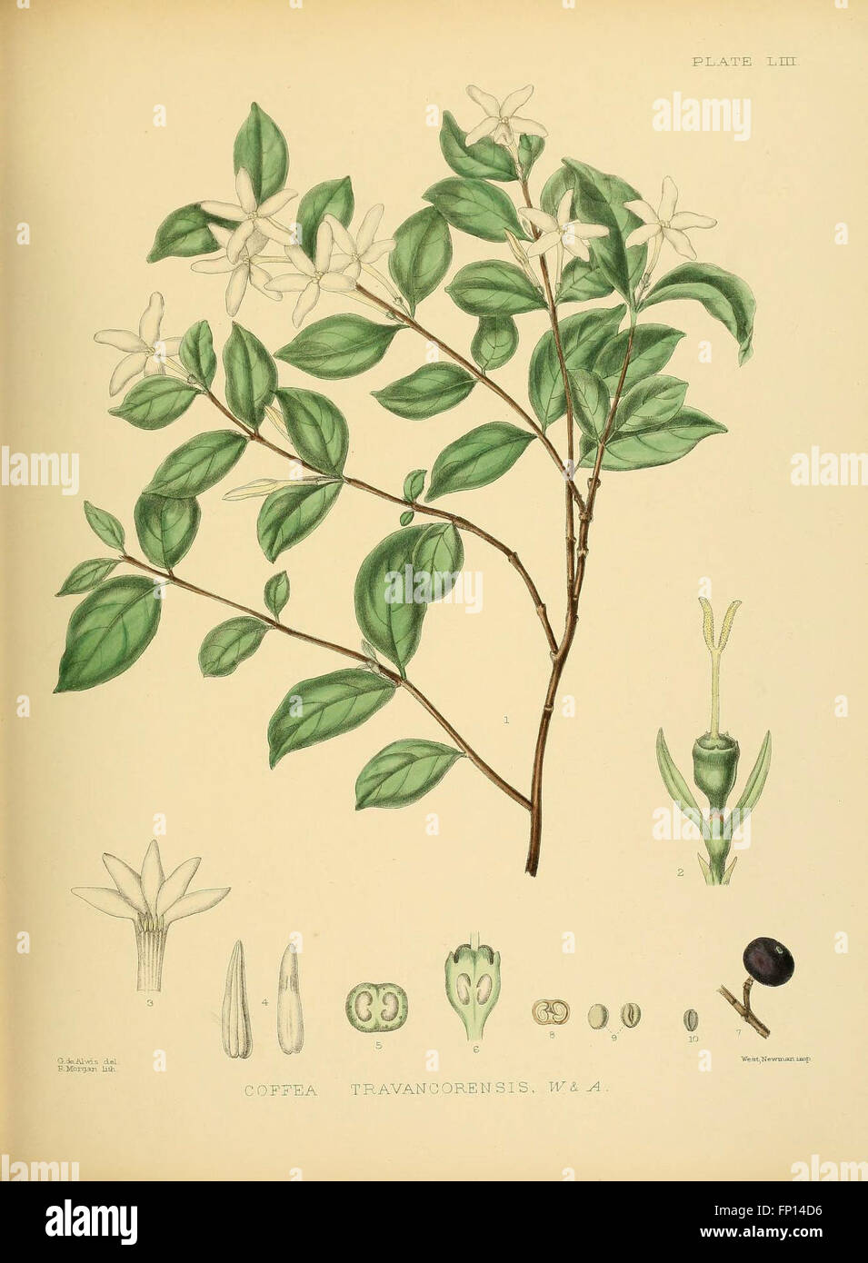 This plate from 'A Handbook to the Flora of Ceylon' provides detailed ...