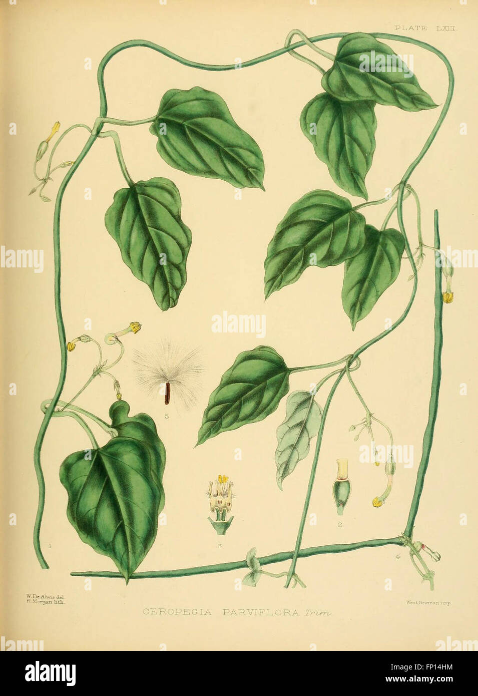 This hand-book offers a comprehensive guide to the flora of Ceylon (now ...