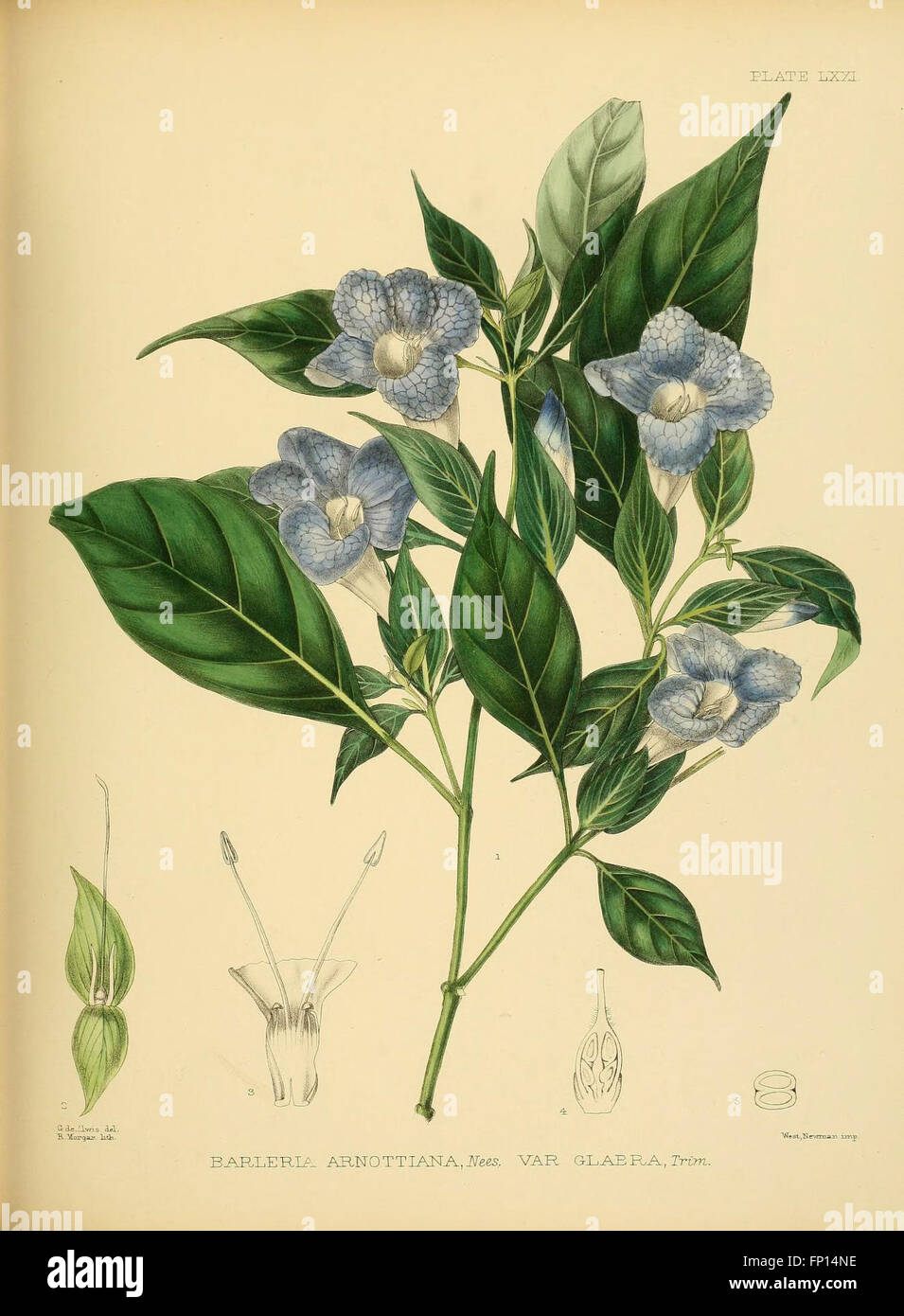 The 'Hand-Book to the Flora of Ceylon' offers a comprehensive guide to ...