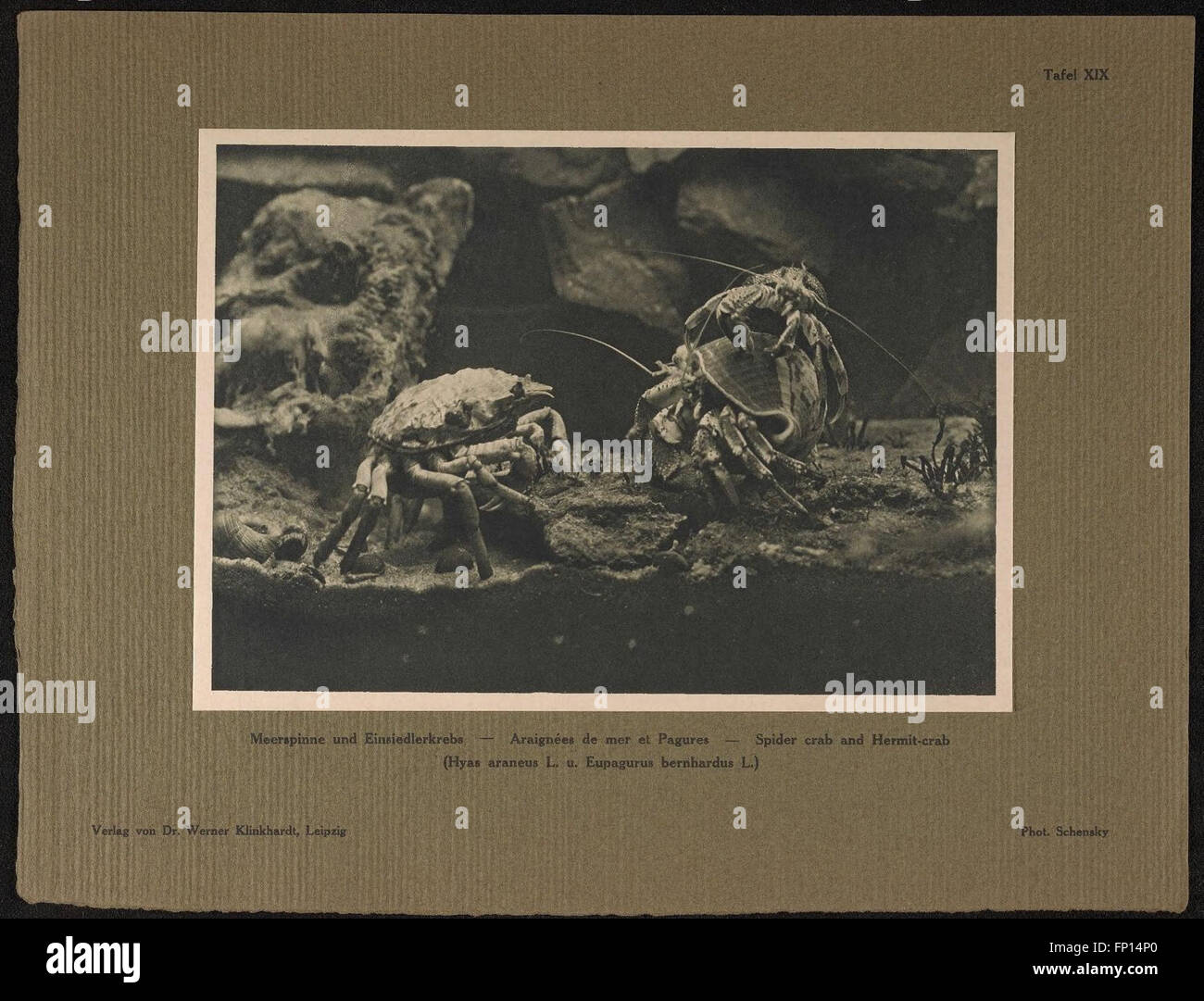 An illustration-based study of the animal and plant life of the North ...