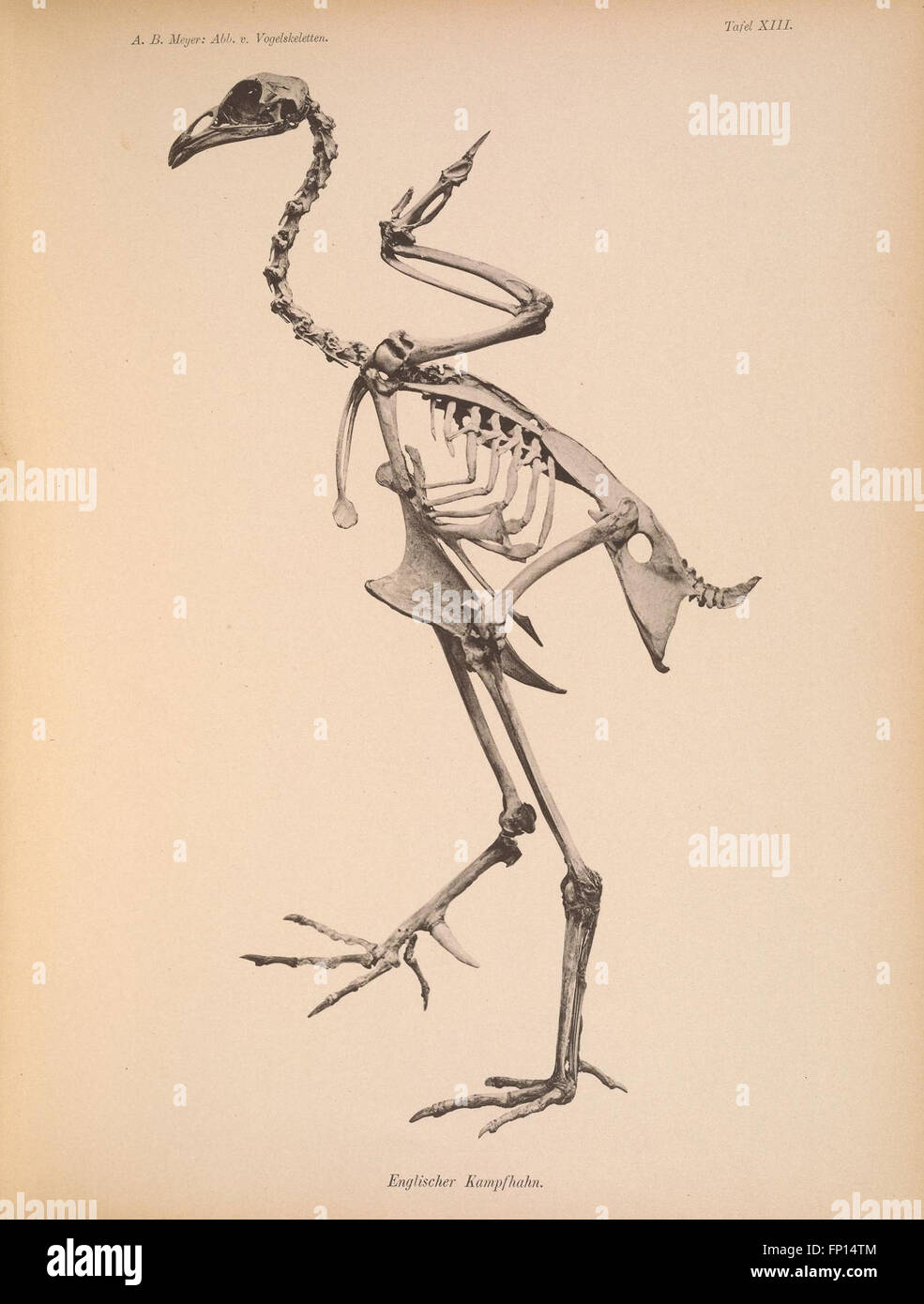 This work presents illustrations of bird skeletons, showcasing the ...