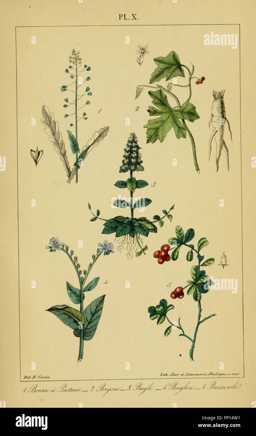 This work on the practical use of indigenous medicinal plants explores ...