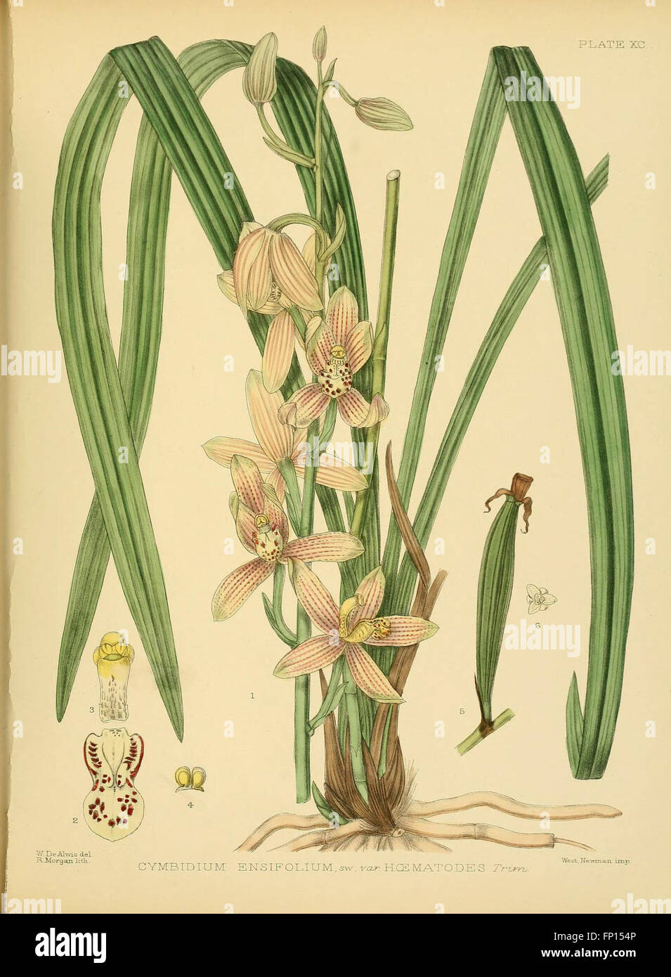 This plate from 'A Handbook to the Flora of Ceylon' showcases various plant species native to ...
