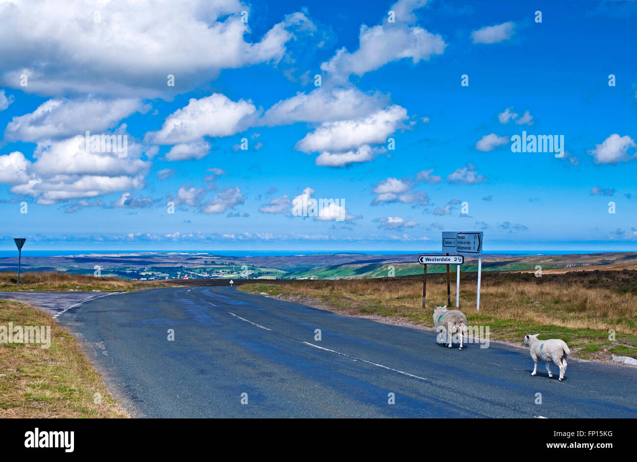 Sheep on the road by signposts at the Westerdale road junction at ...