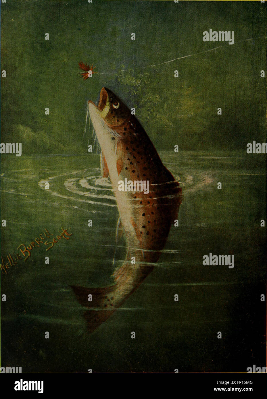 Western Field (1905) is a periodical focused on the wildlife and ...